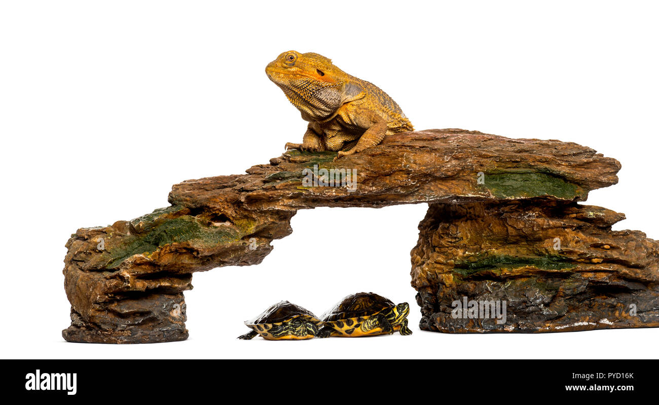 Underneath turtle hi-res stock photography and images - Alamy