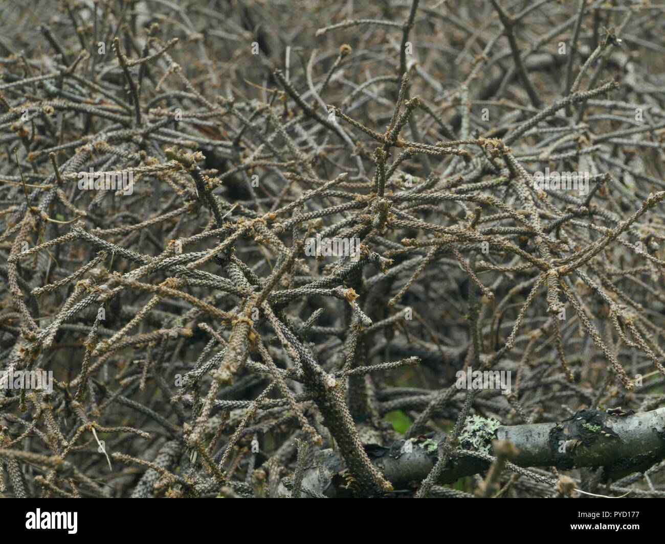 Windbreak Tree High Resolution Stock Photography and Images - Alamy