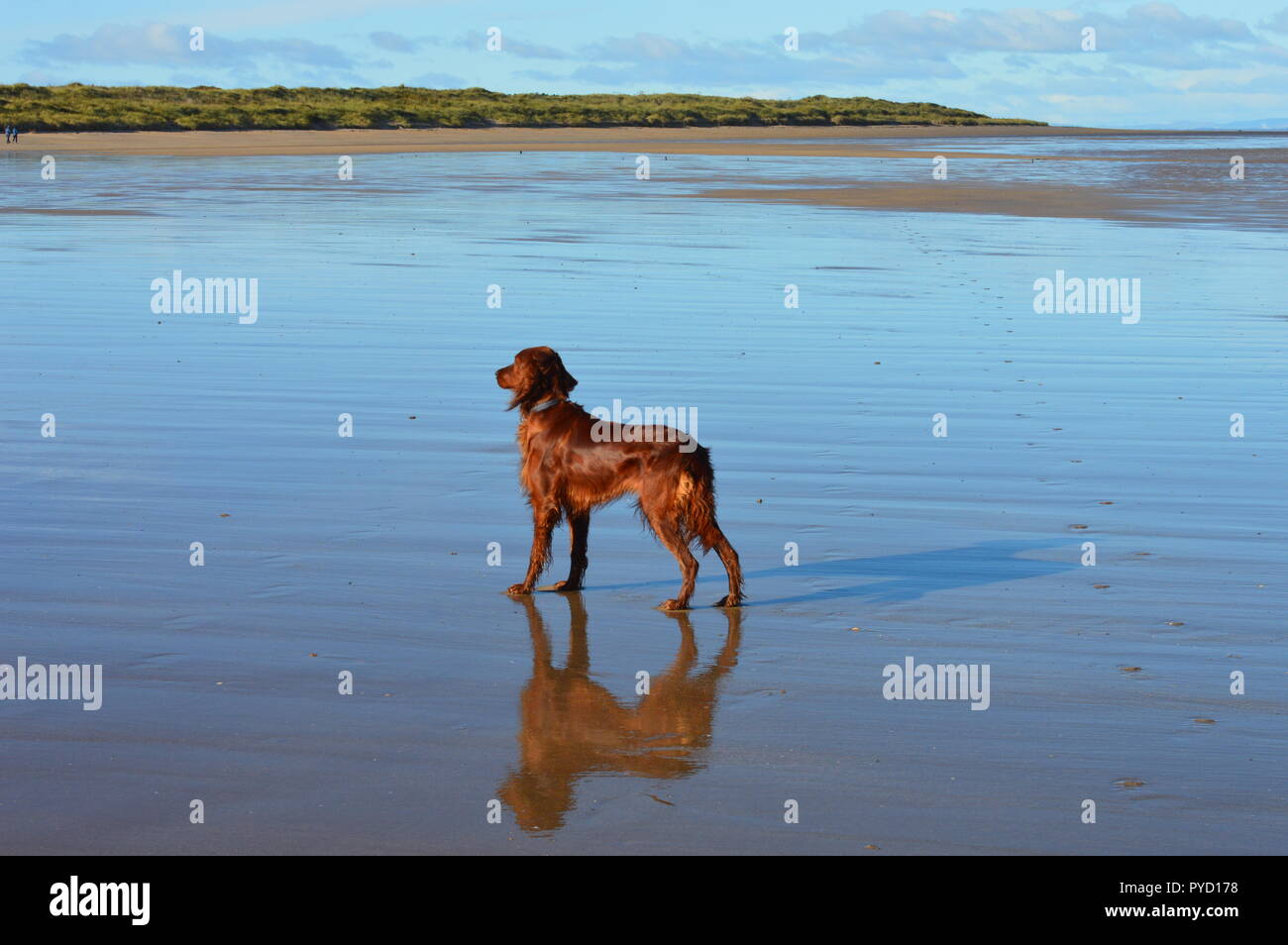 Irish setter beach hi-res stock photography and images - Alamy