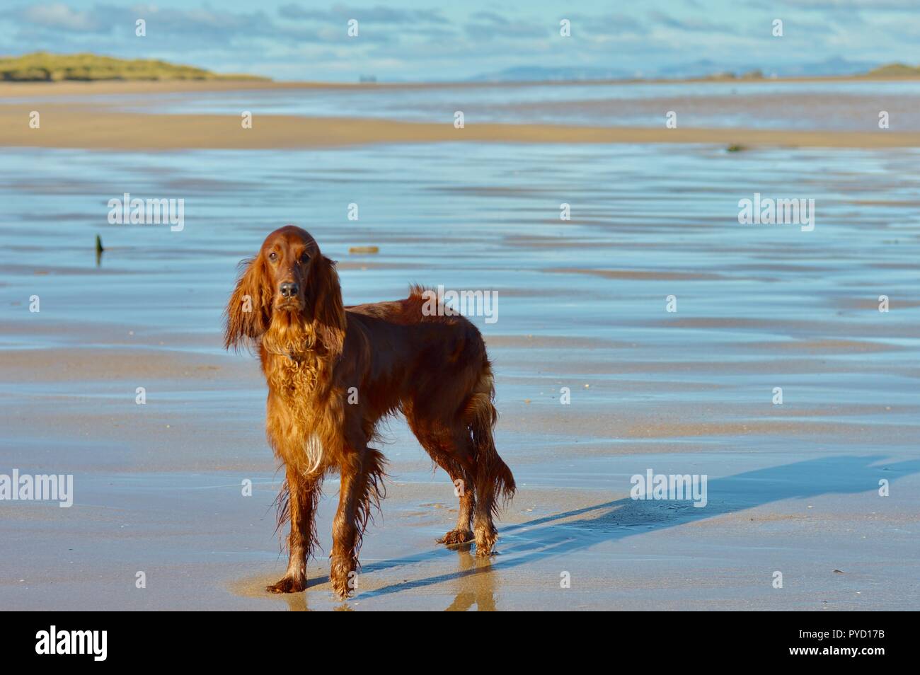 Yellowcraig hi-res stock photography and images - Alamy