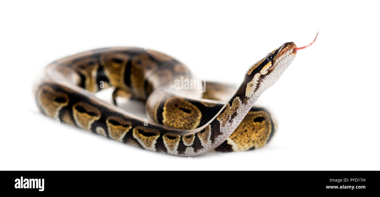 Python regius with tongue out hi-res stock photography and images - Alamy