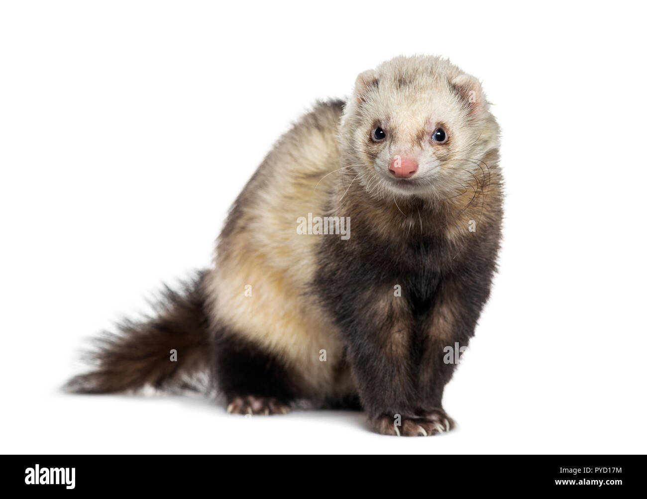 Pet ferret Cut Out Stock Images & Pictures - Alamy