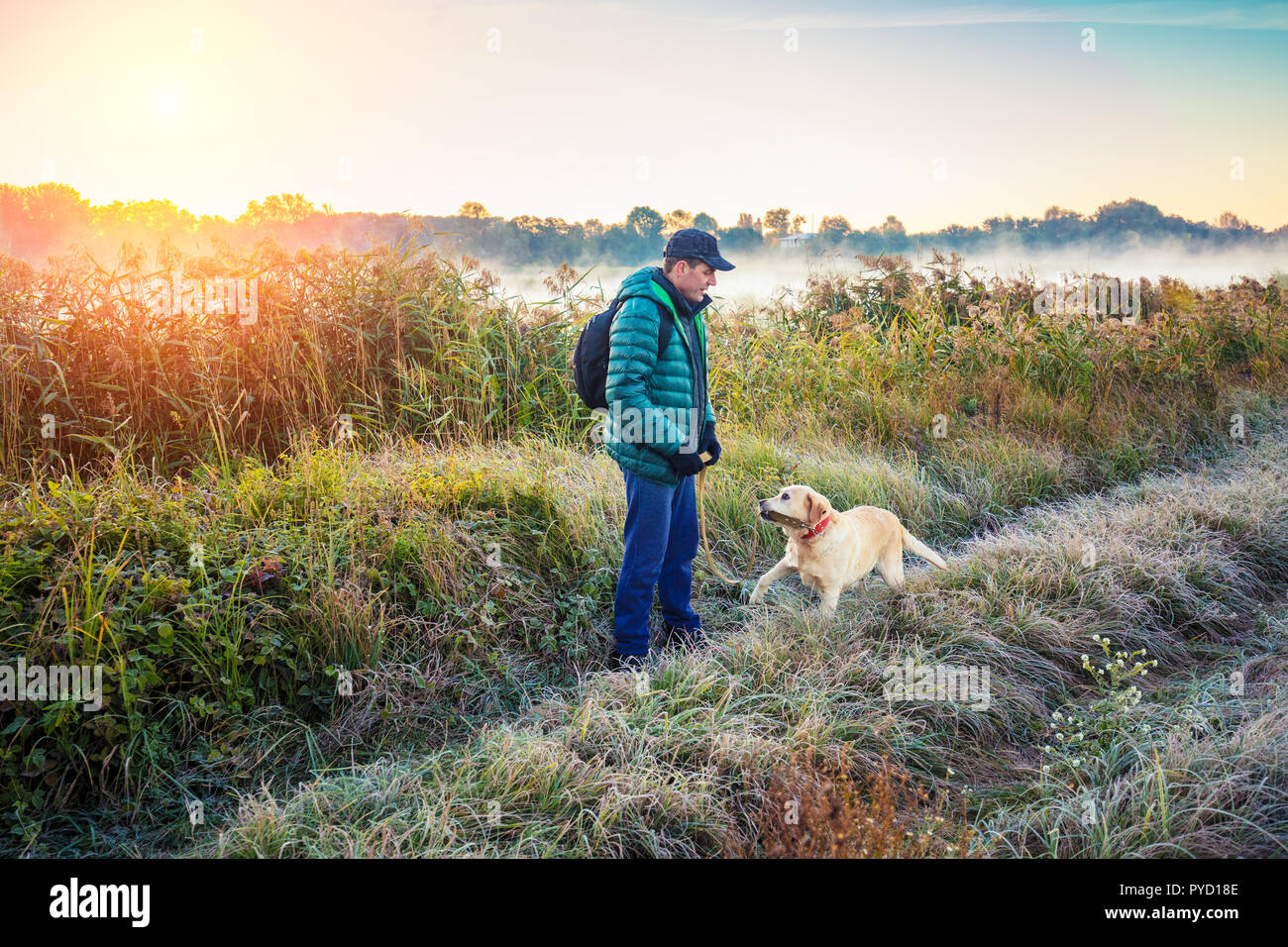 Man walking yellow labrador dog hi-res stock photography and images - Alamy