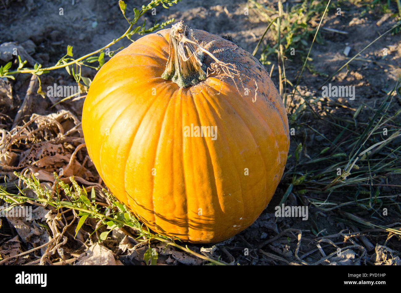 Large pumpkin in a pumpkin patch with sun shining on it Stock Photo - Alamy