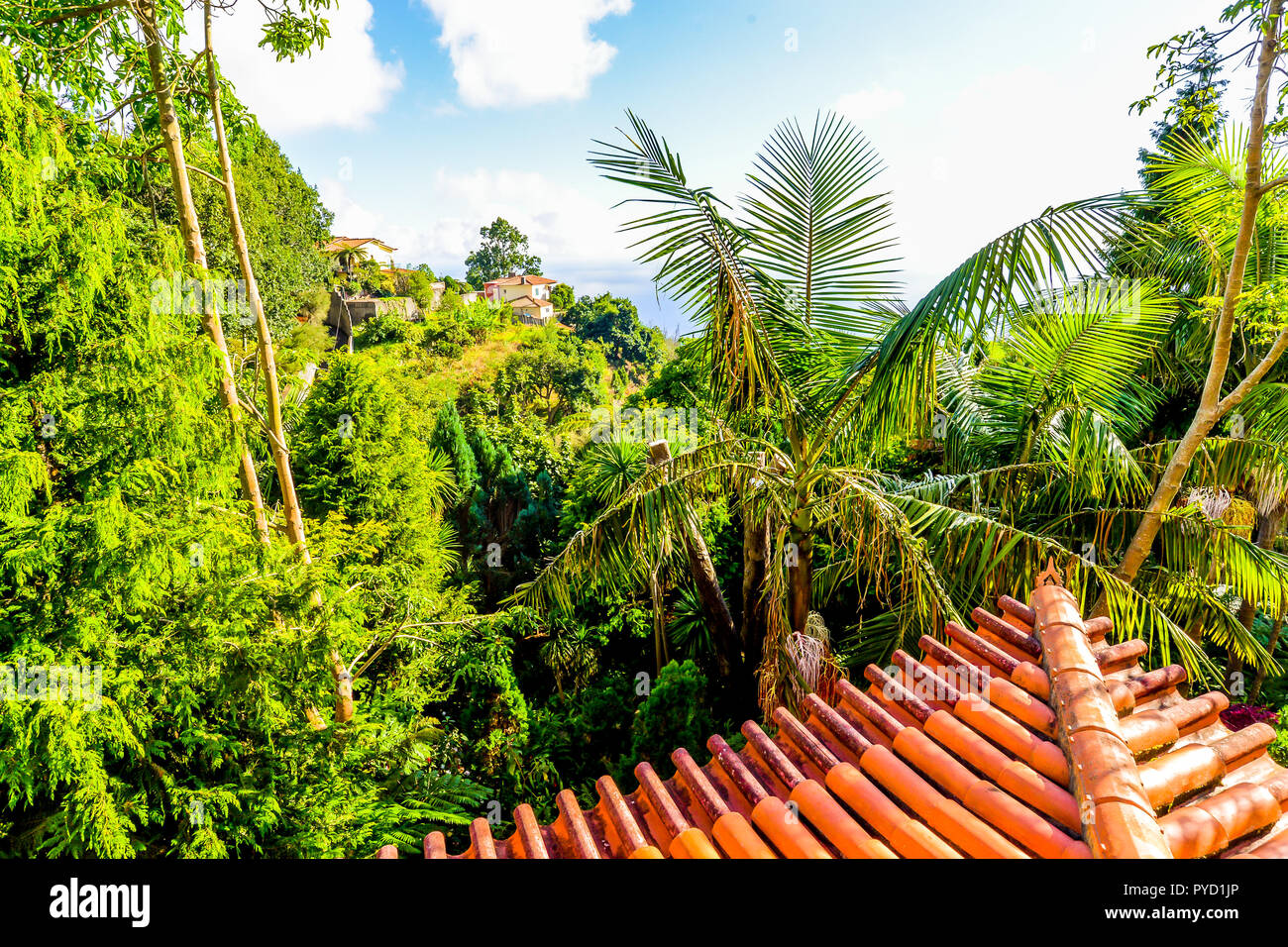 Maderia tree hi-res stock photography and images - Alamy