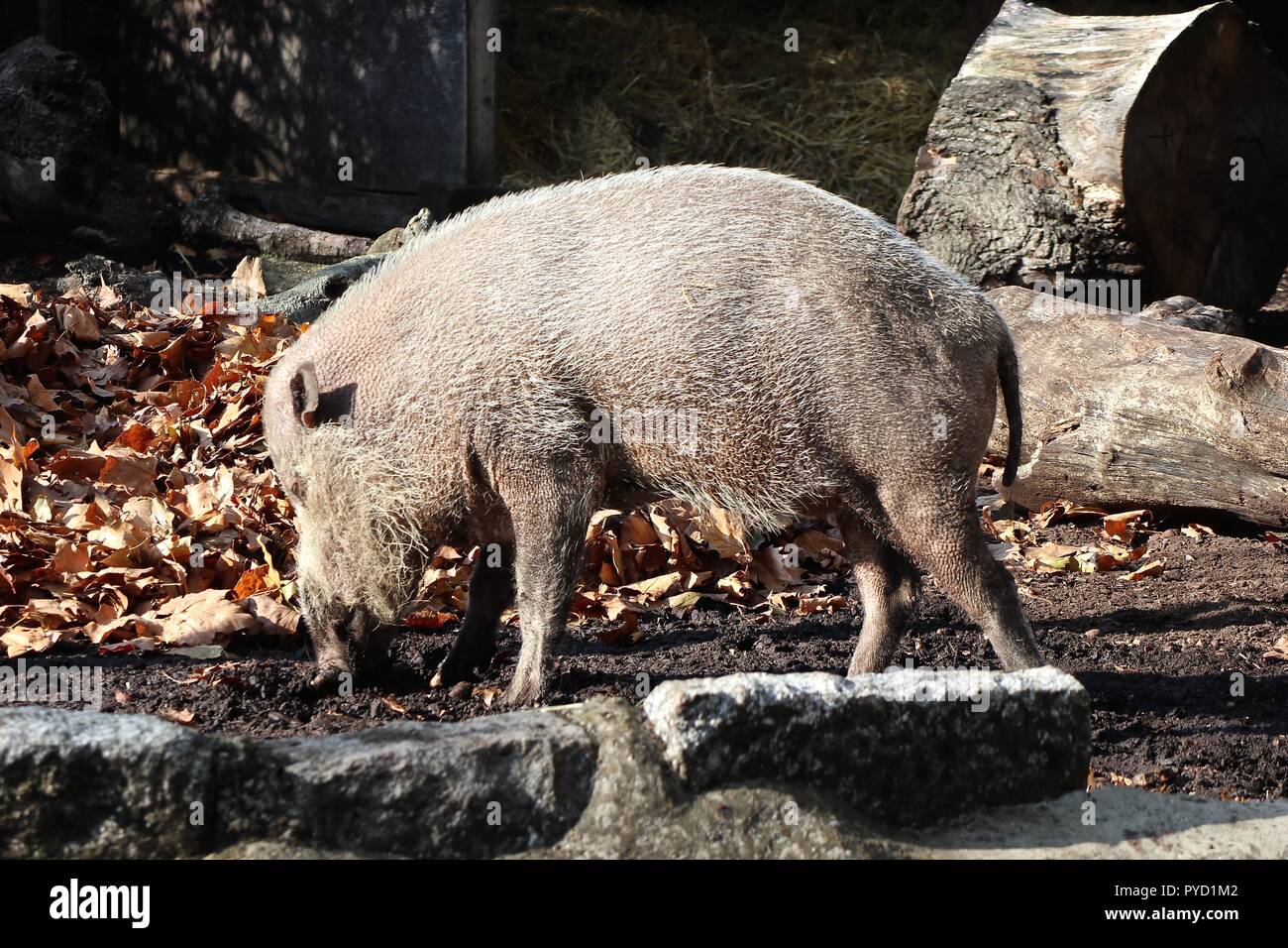 Zoological Society of London ZSL 2018get set Stock Photo - Alamy