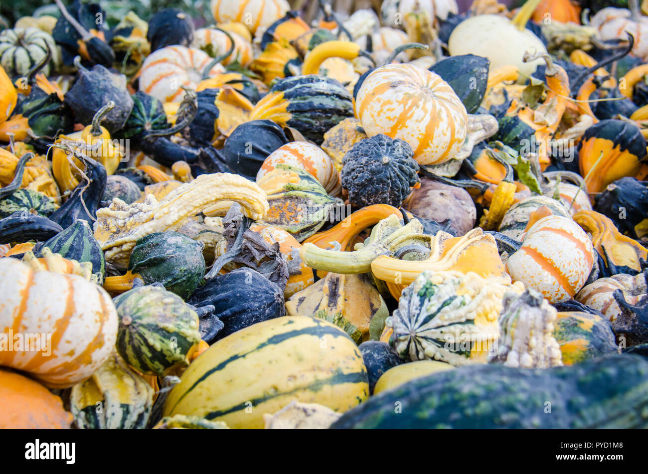 Pile of colorful gourds and pumpkins at a pumpkin patch Stock Photo - Alamy