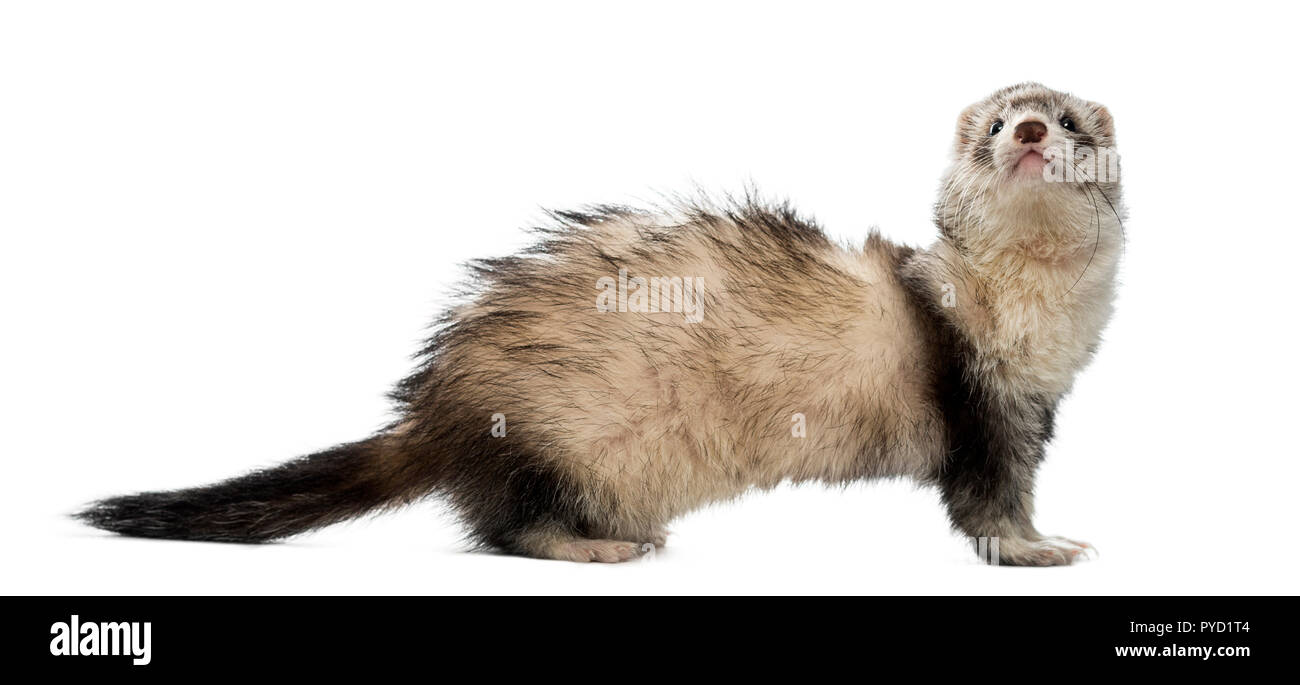 Ferret profile hi-res stock photography and images - Alamy