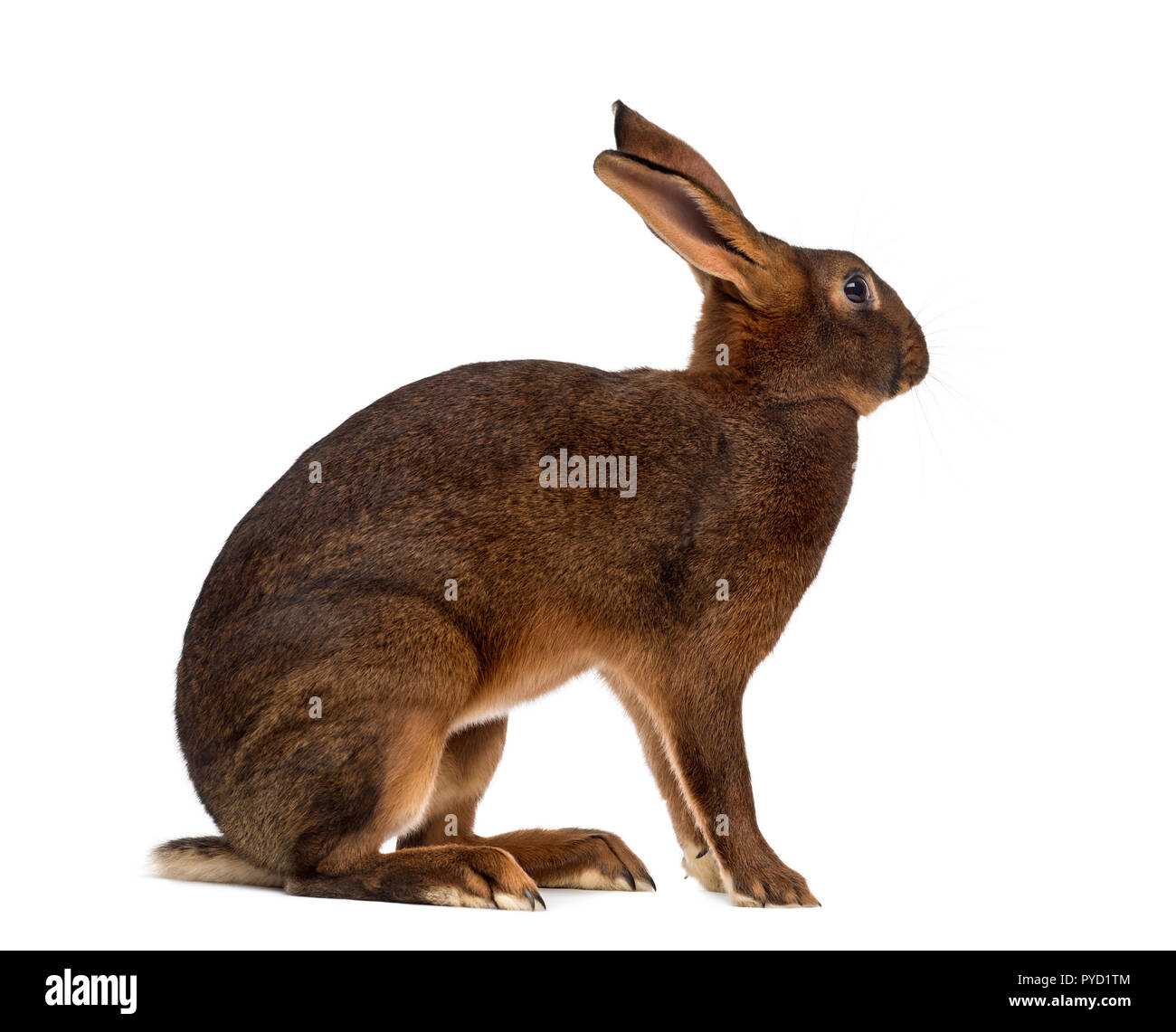 Belgian Hare in front of a white background Stock Photo - Alamy