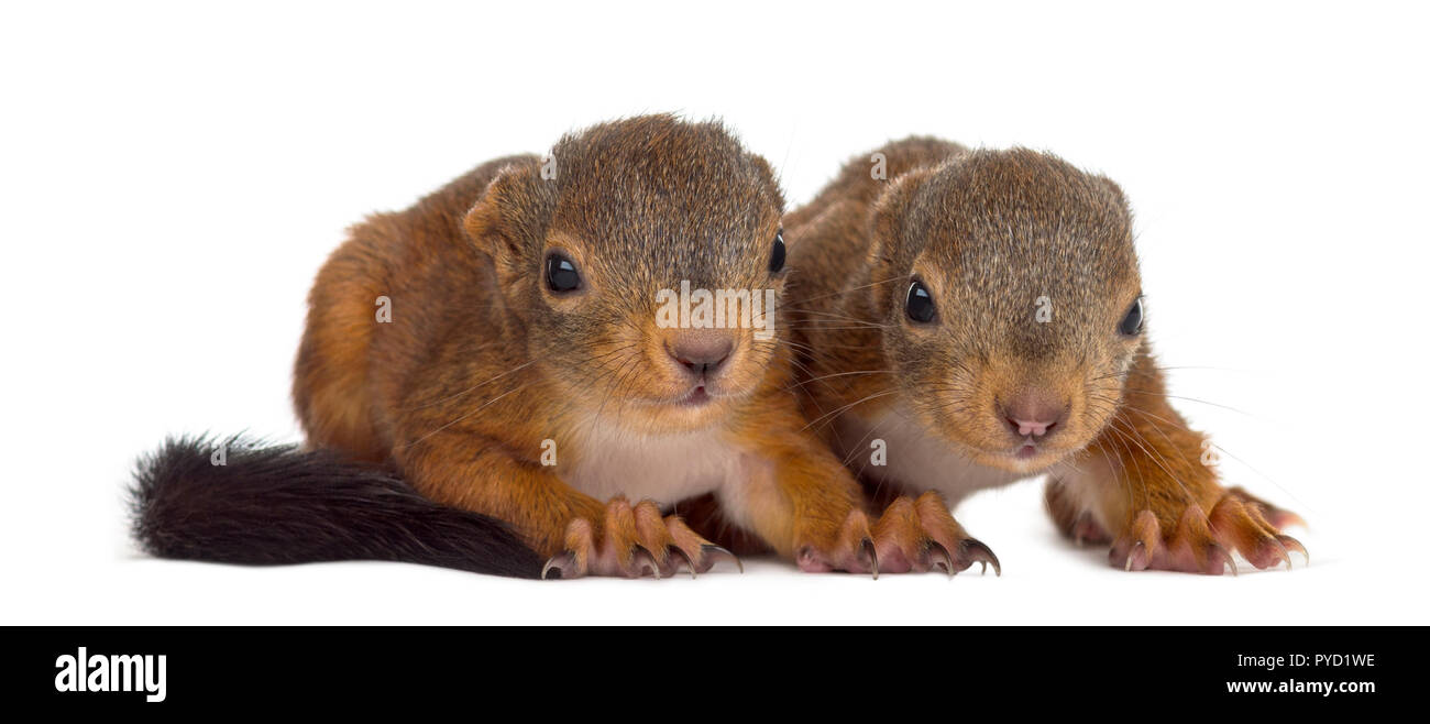 Two red squirrel hi-res stock photography and images - Alamy