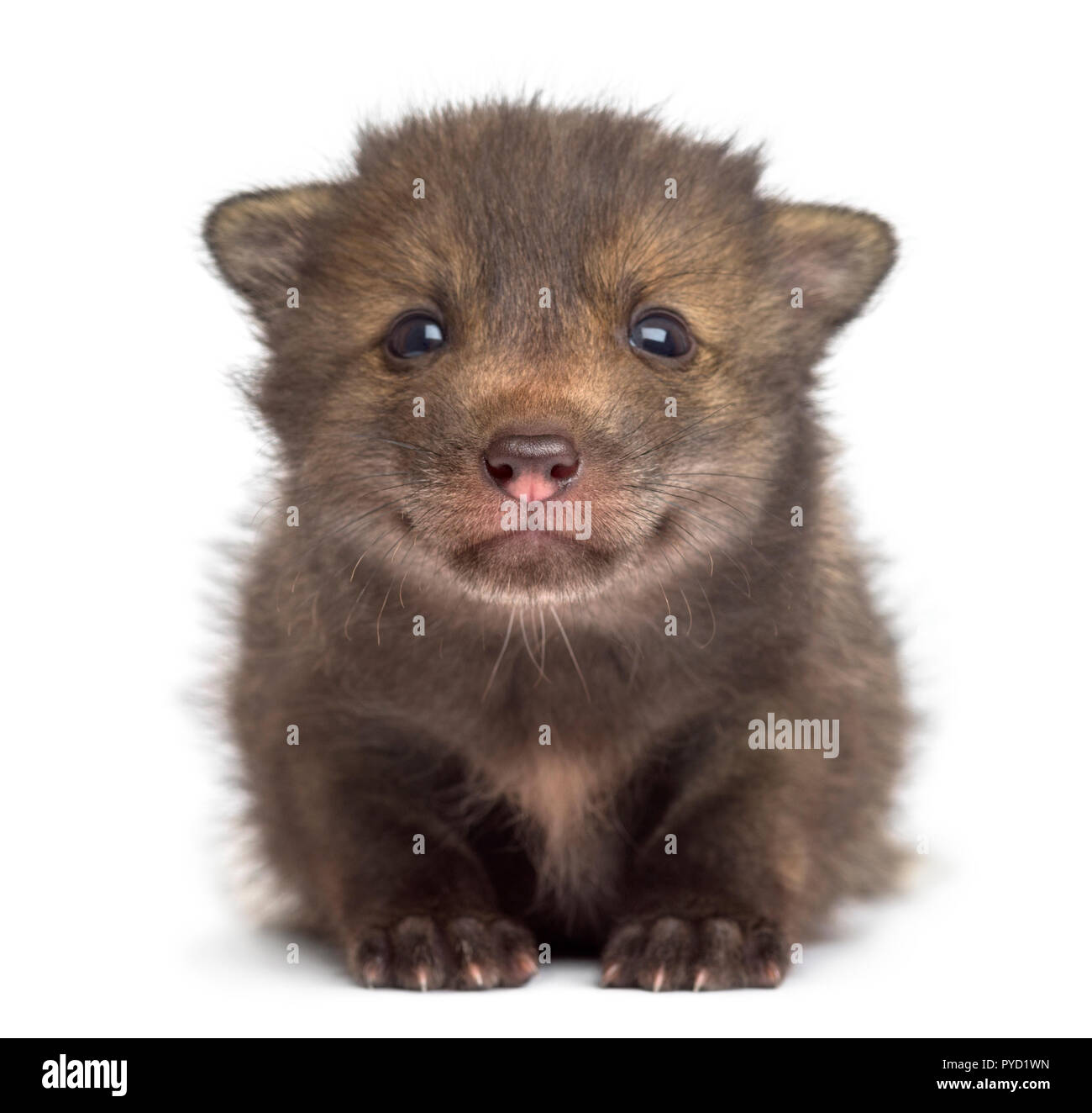 Fox cub (4 weeks old) sitting in front of a white background Stock ...