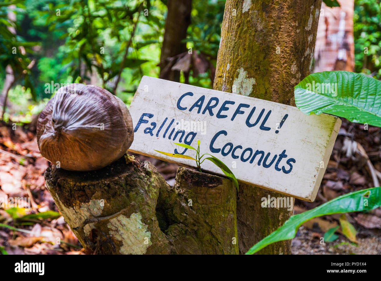 Falling coconut sign at the palm tree hi-res stock photography and ...