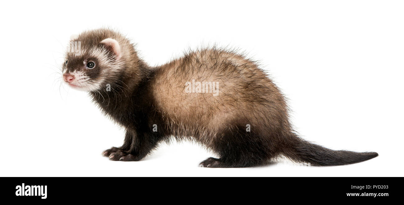 Ferret standing in front of a white background Stock Photo - Alamy