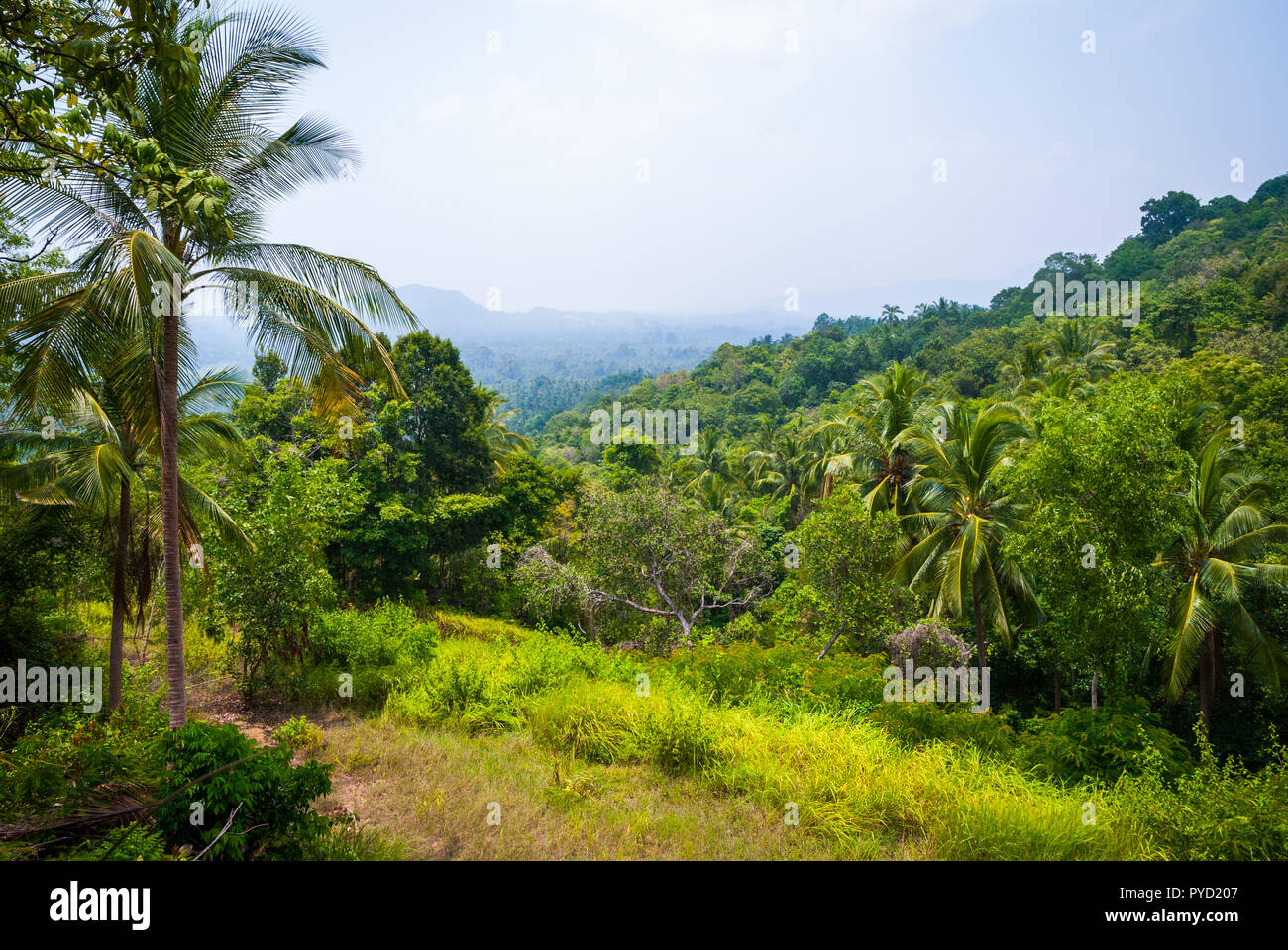 Jungle scenery hi-res stock photography and images - Alamy