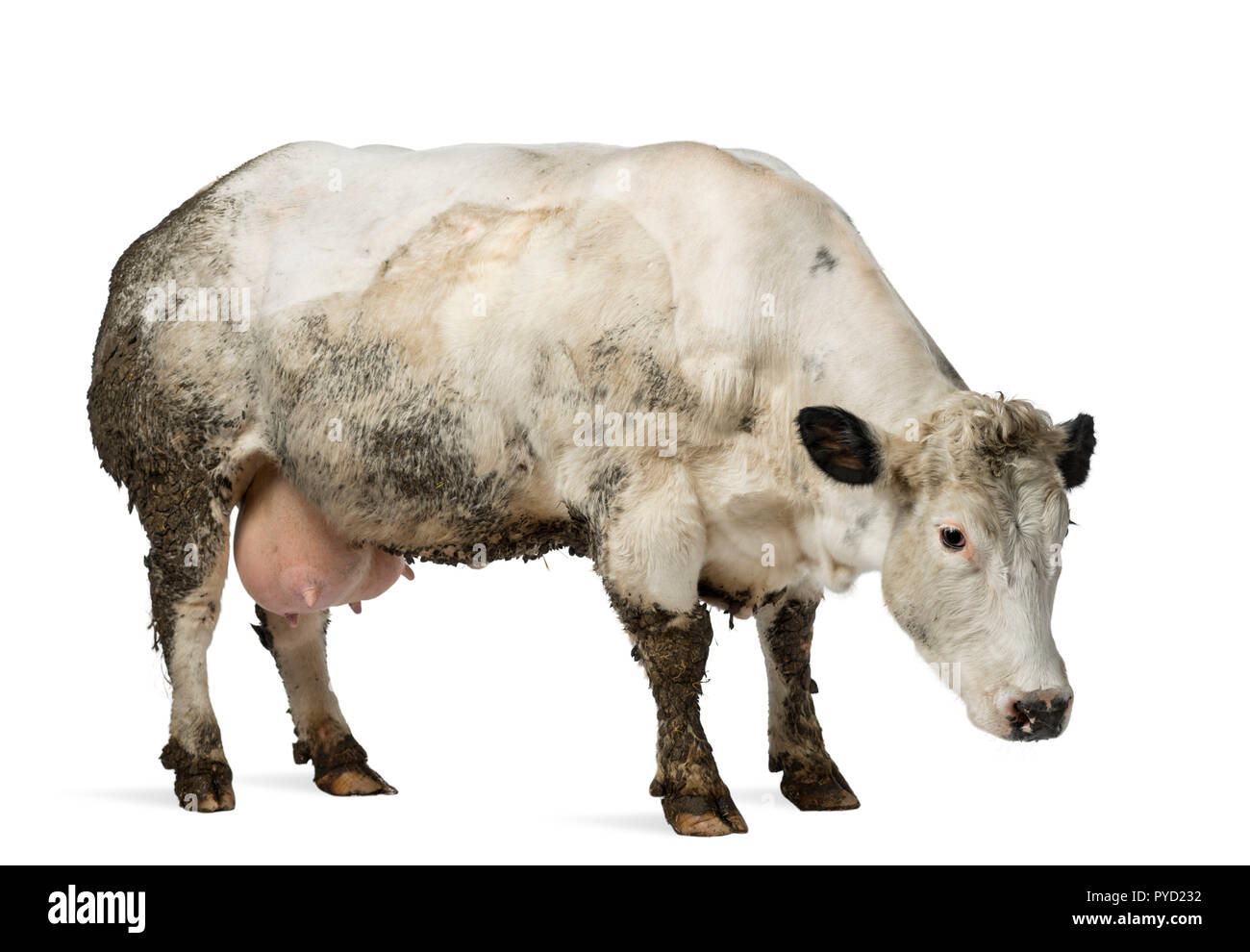 Belgian Blue Cow Steak