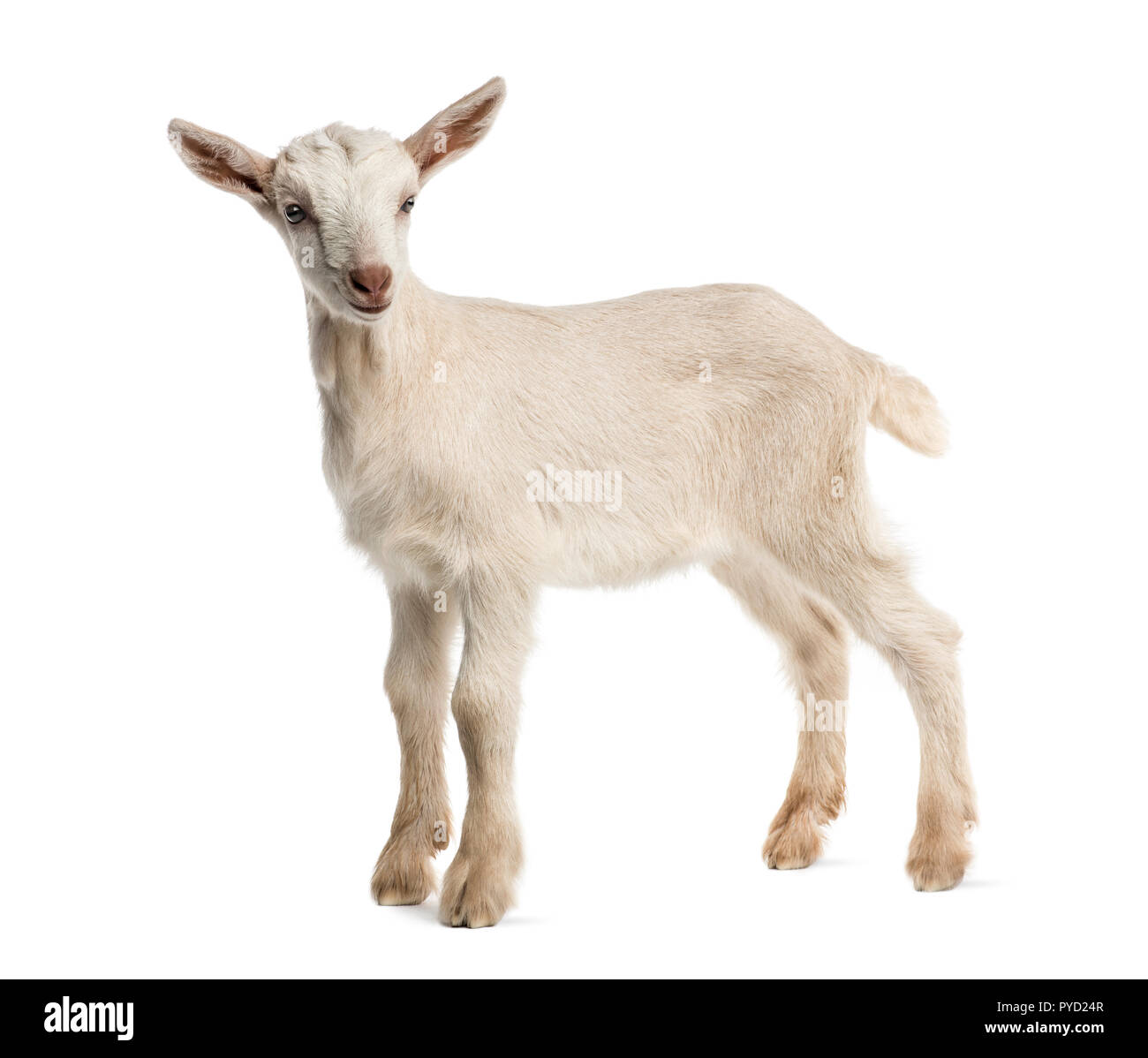 Goat kid (8 weeks old) isolated on white Stock Photo - Alamy