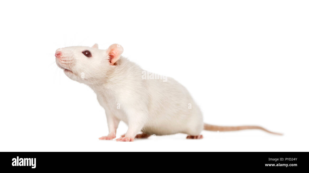 Rat (8 months old), isolated on white Stock Photo - Alamy