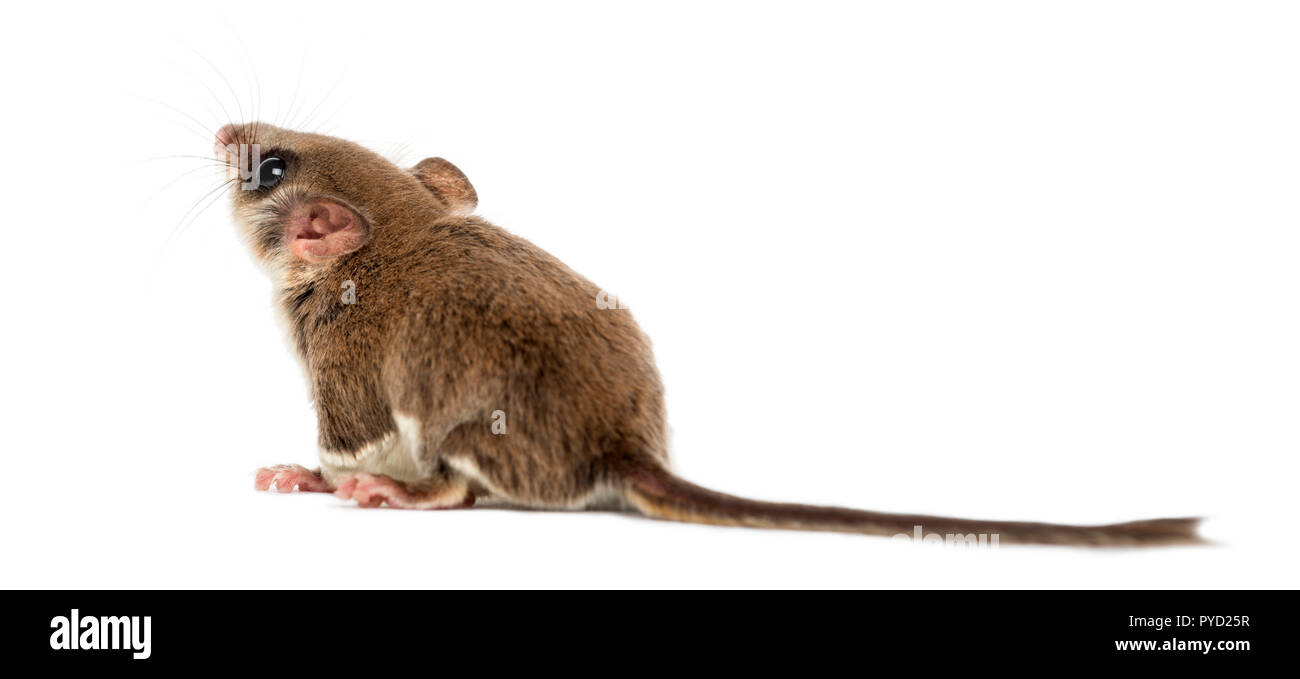 Sugar glider - Acrobates pygmaeus Stock Photo - Alamy