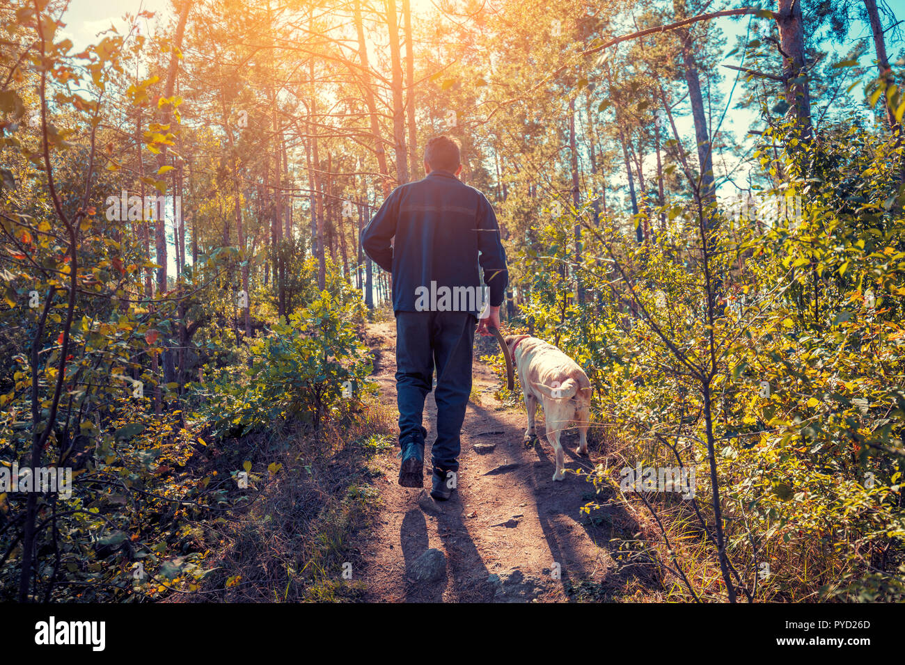 Man walking labrador dog in hi-res stock photography and images - Alamy