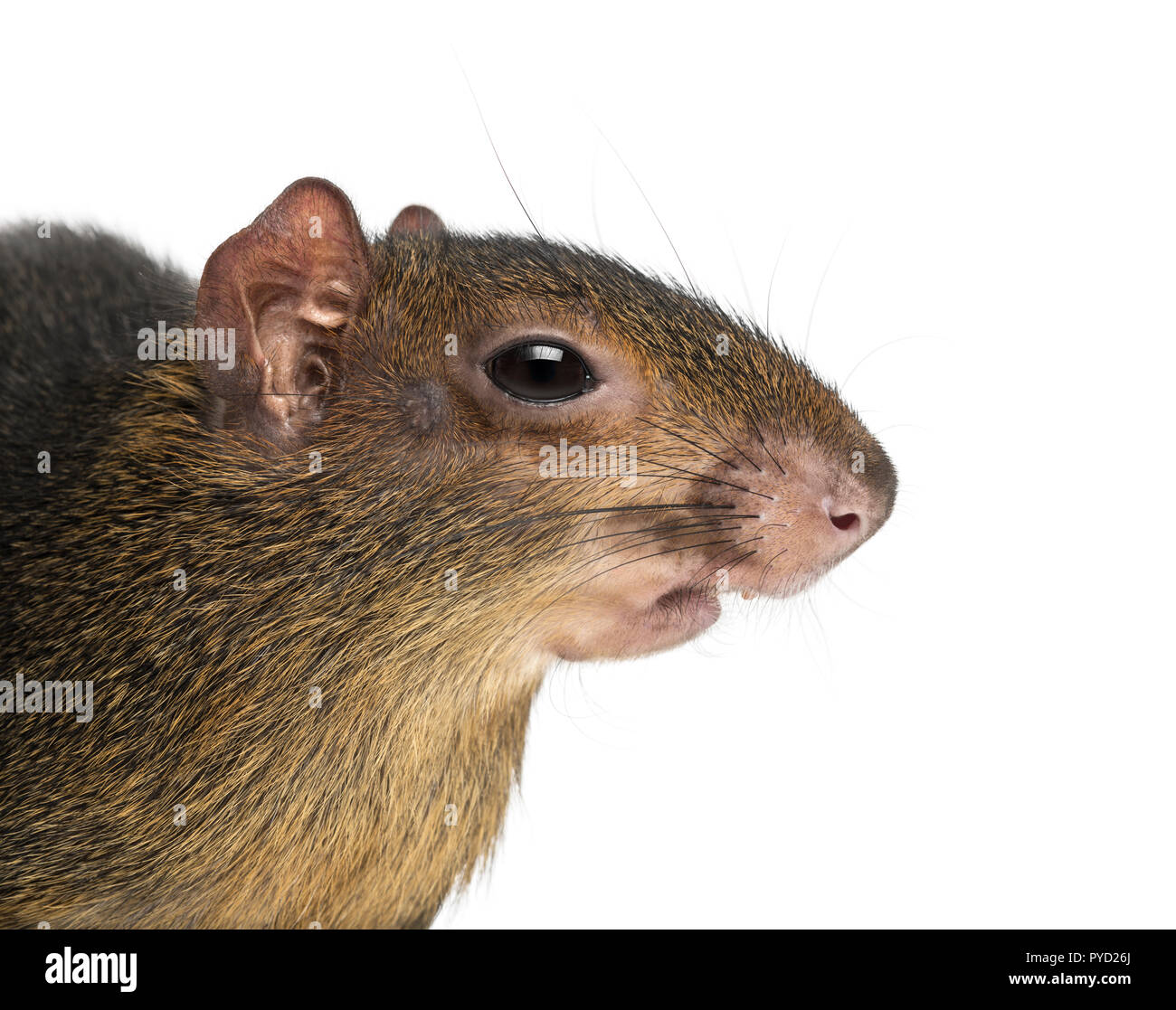 green acouchi, Myoprocta pratti, isolated on white Stock Photo - Alamy