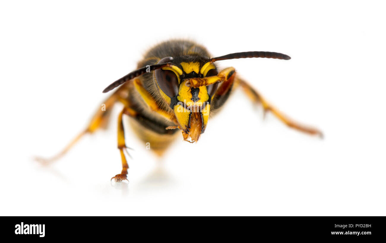 Wasp cleaning itself in front of a white background Stock Photo - Alamy