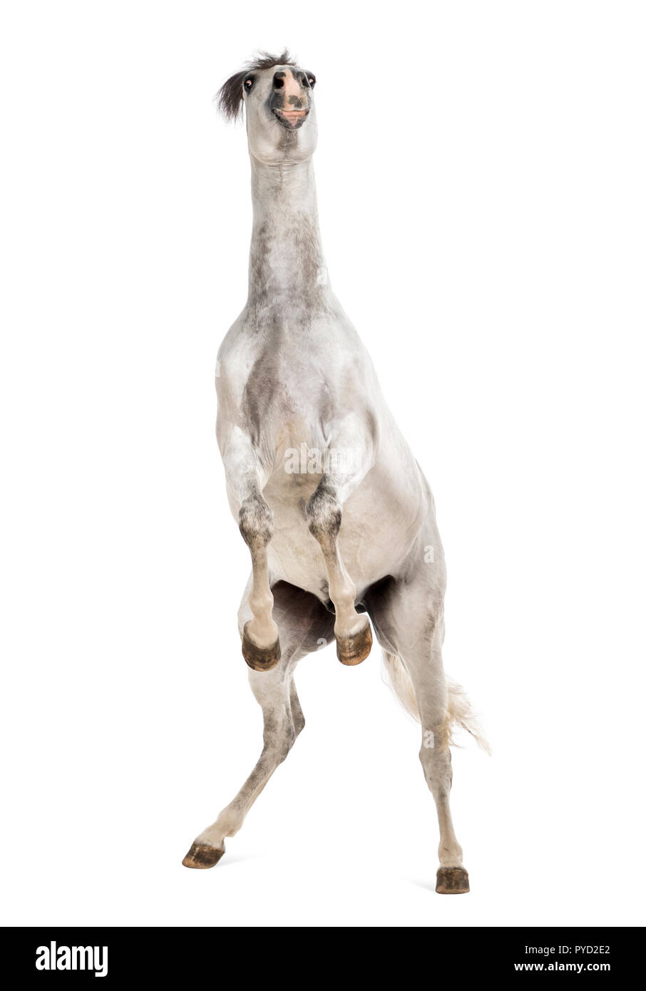Rearing andalusian horse hi-res stock photography and images - Alamy