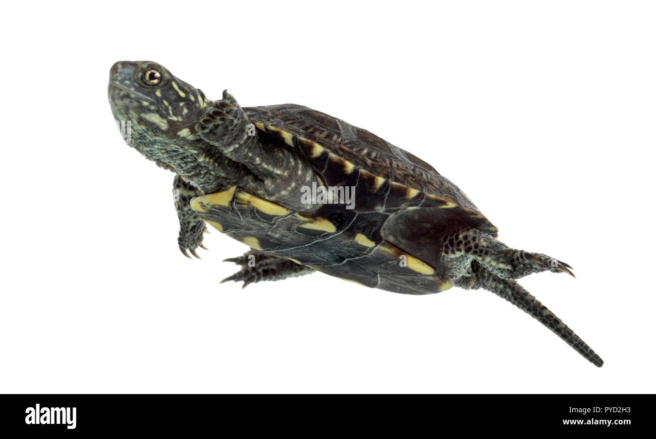 European pond turtle (1 year old), Emys orbicularis, swimming in front ...