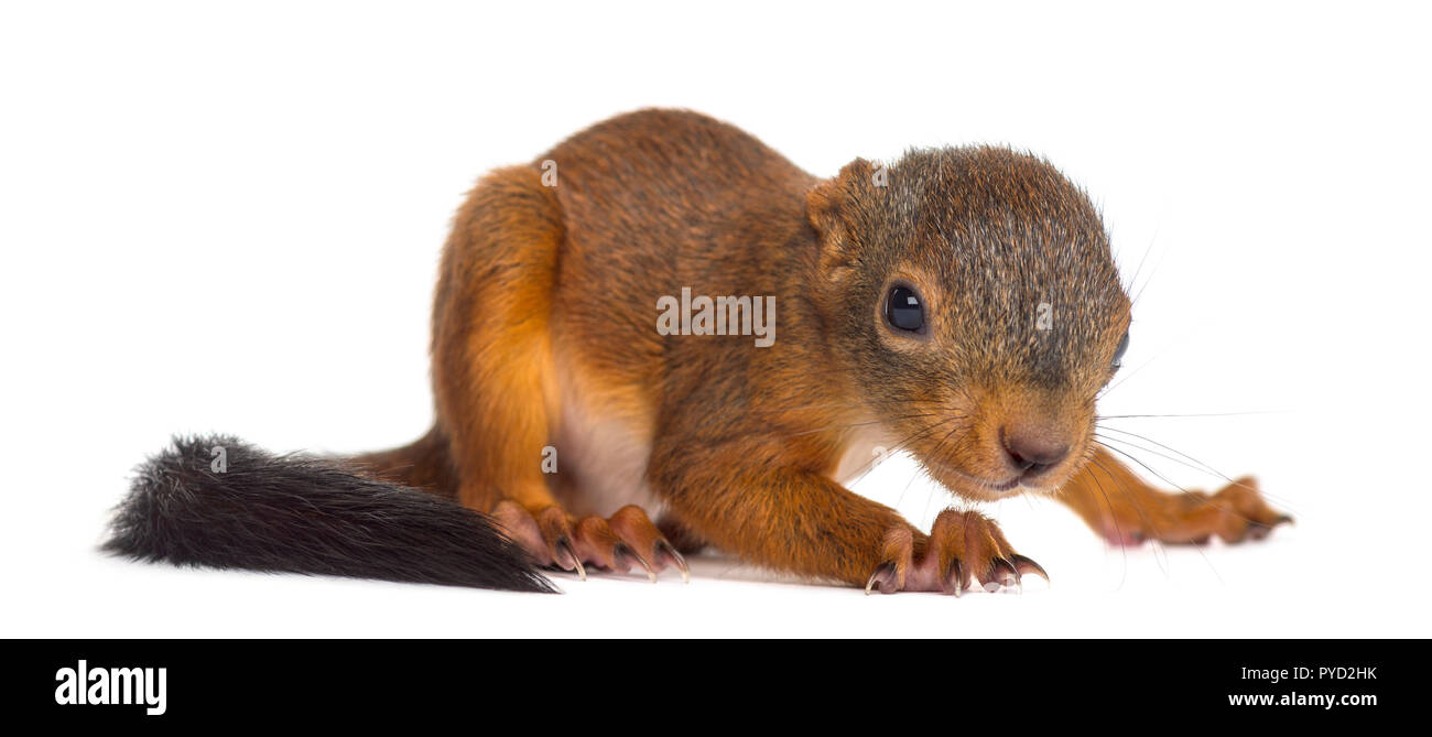 Baby Red squirrel in front of a white background Stock Photo - Alamy