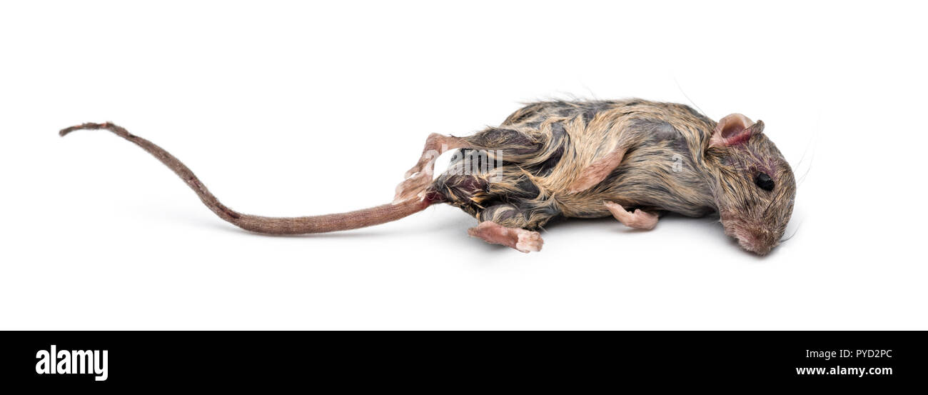 Dead mouse hi-res stock photography and images - Alamy