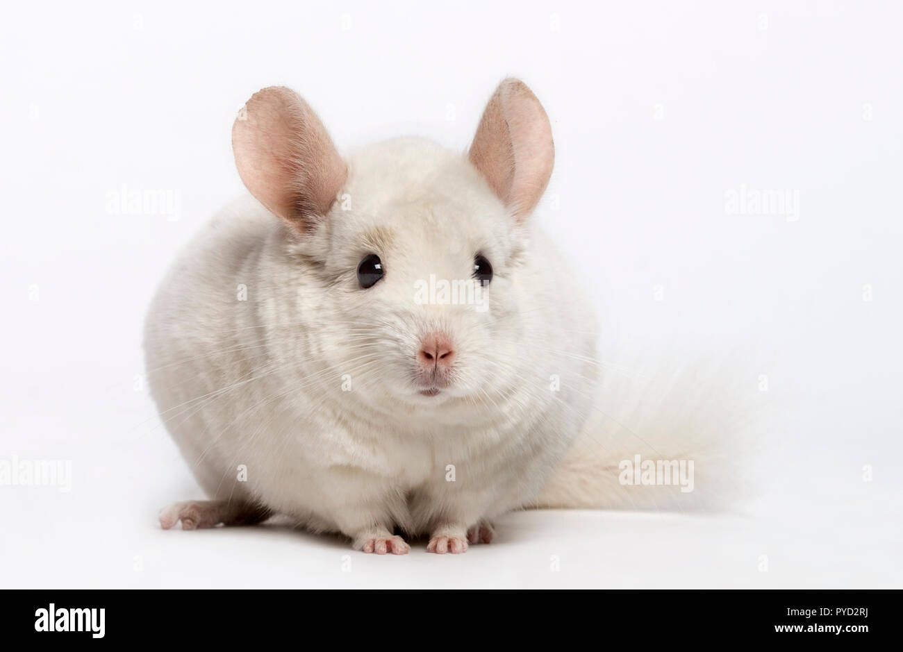 Chinchilla cut out hi-res stock photography and images - Alamy