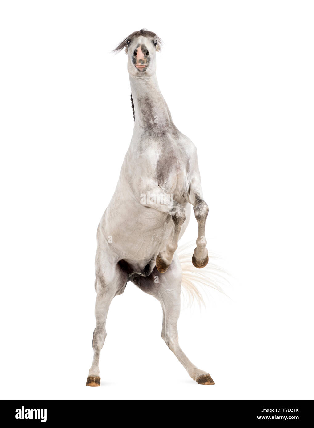 Rearing andalusian horse hi-res stock photography and images - Alamy