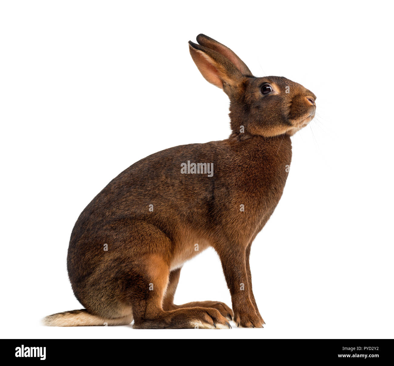 Belgian Hare in front of a white background Stock Photo - Alamy