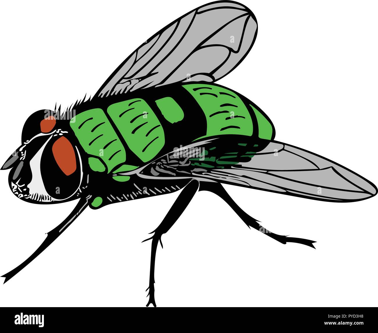Colour vector of Common Green Bottle fly at rest Stock Vector Image ...