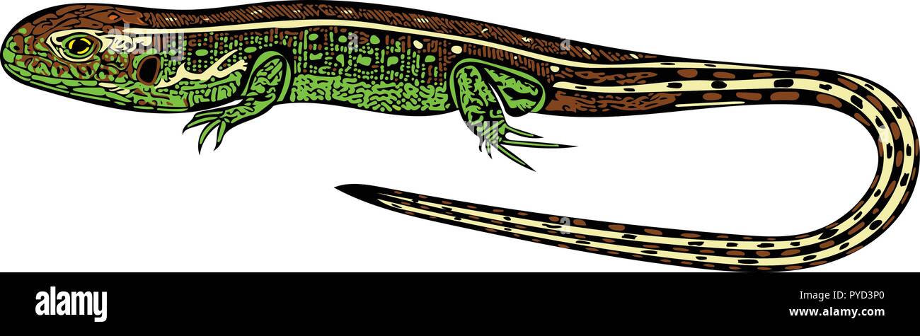 Lizard full body Stock Vector Images - Alamy