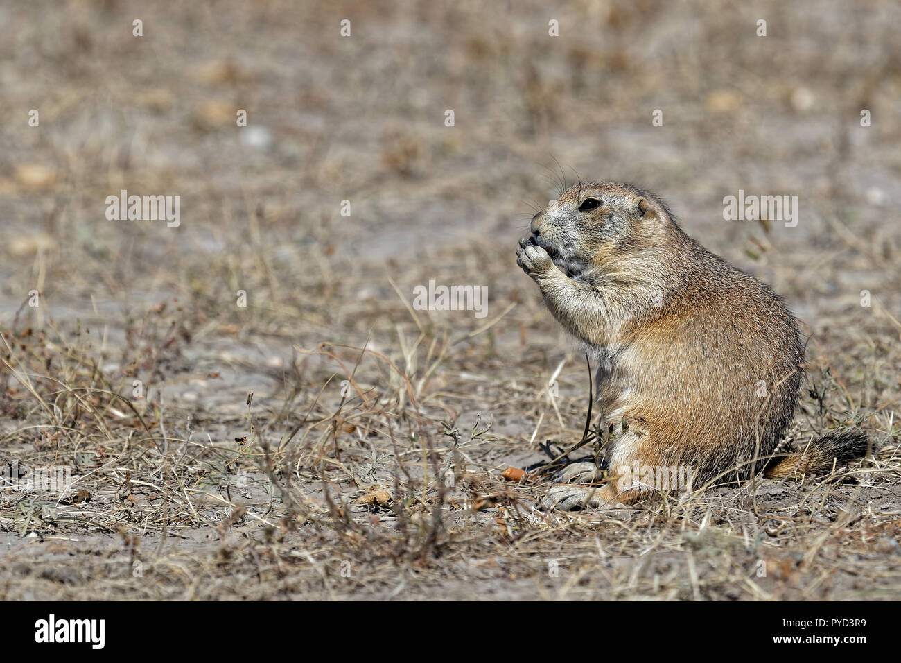 A prairie dog in the Badlands grass fields Stock Photo - Alamy