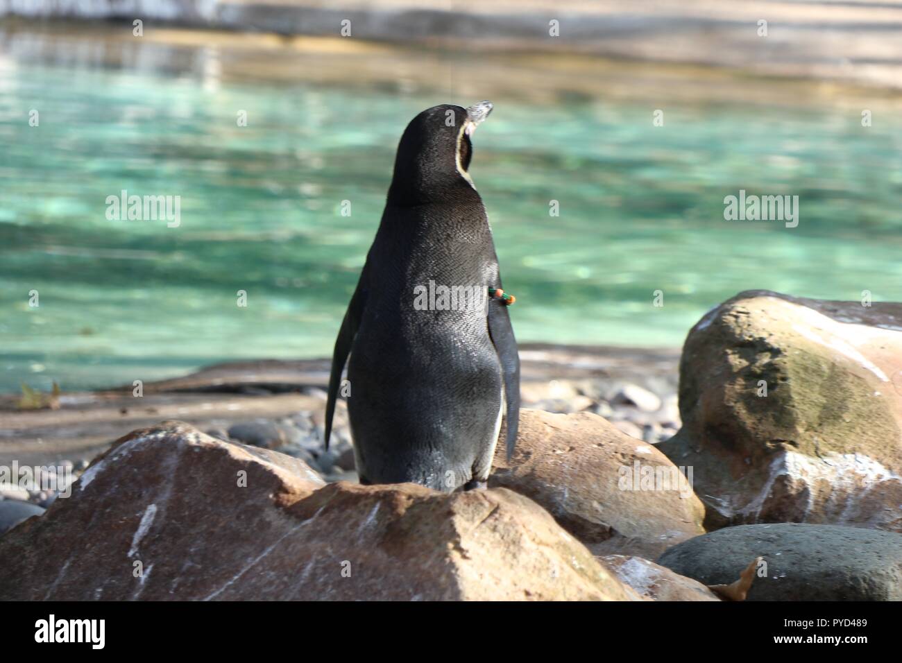 Zoological Society of London ZSL 2018get set Stock Photo - Alamy
