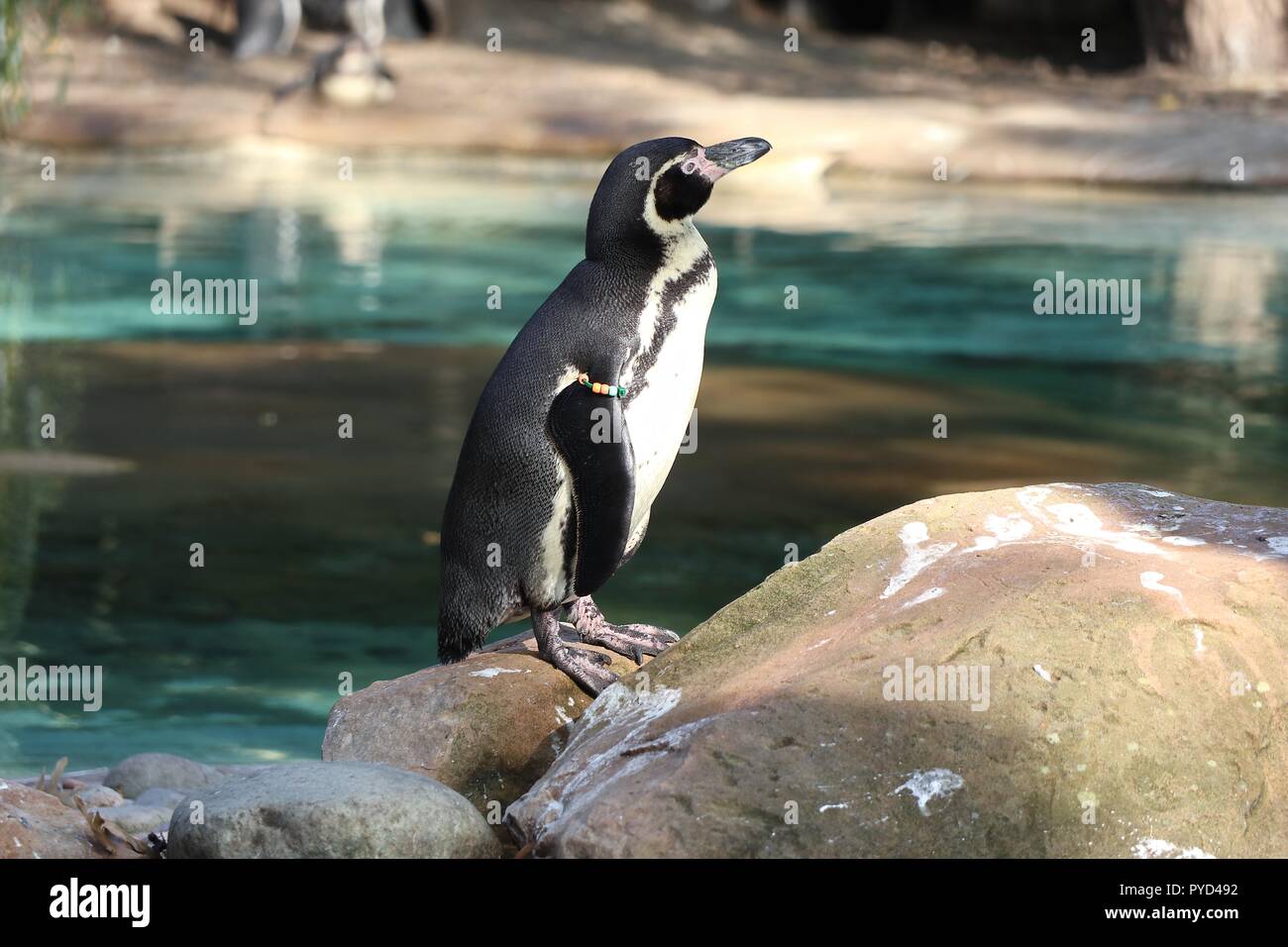 Zoological Society of London ZSL 2018get set Stock Photo - Alamy