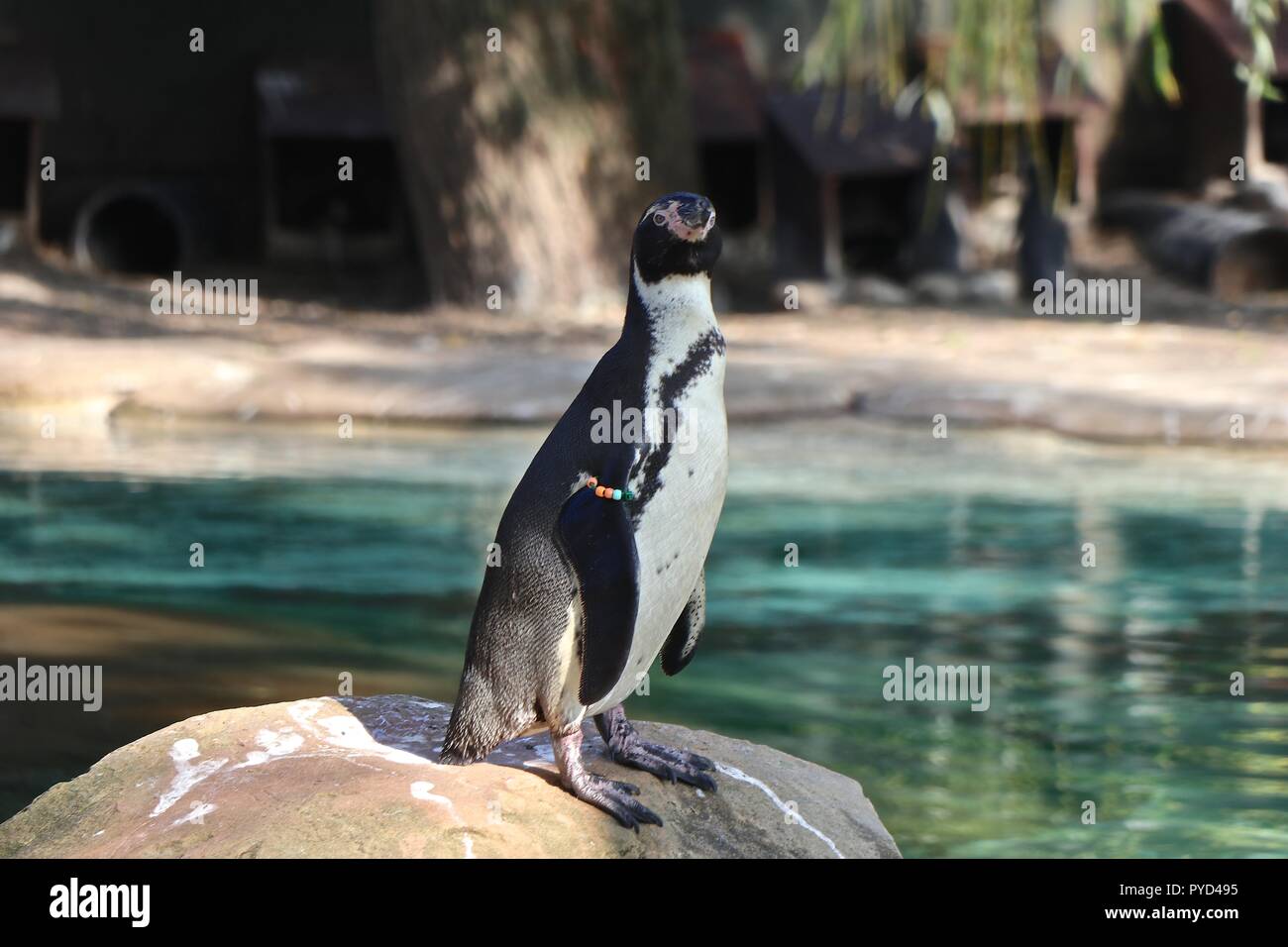 Zoological Society of London ZSL 2018get set Stock Photo - Alamy