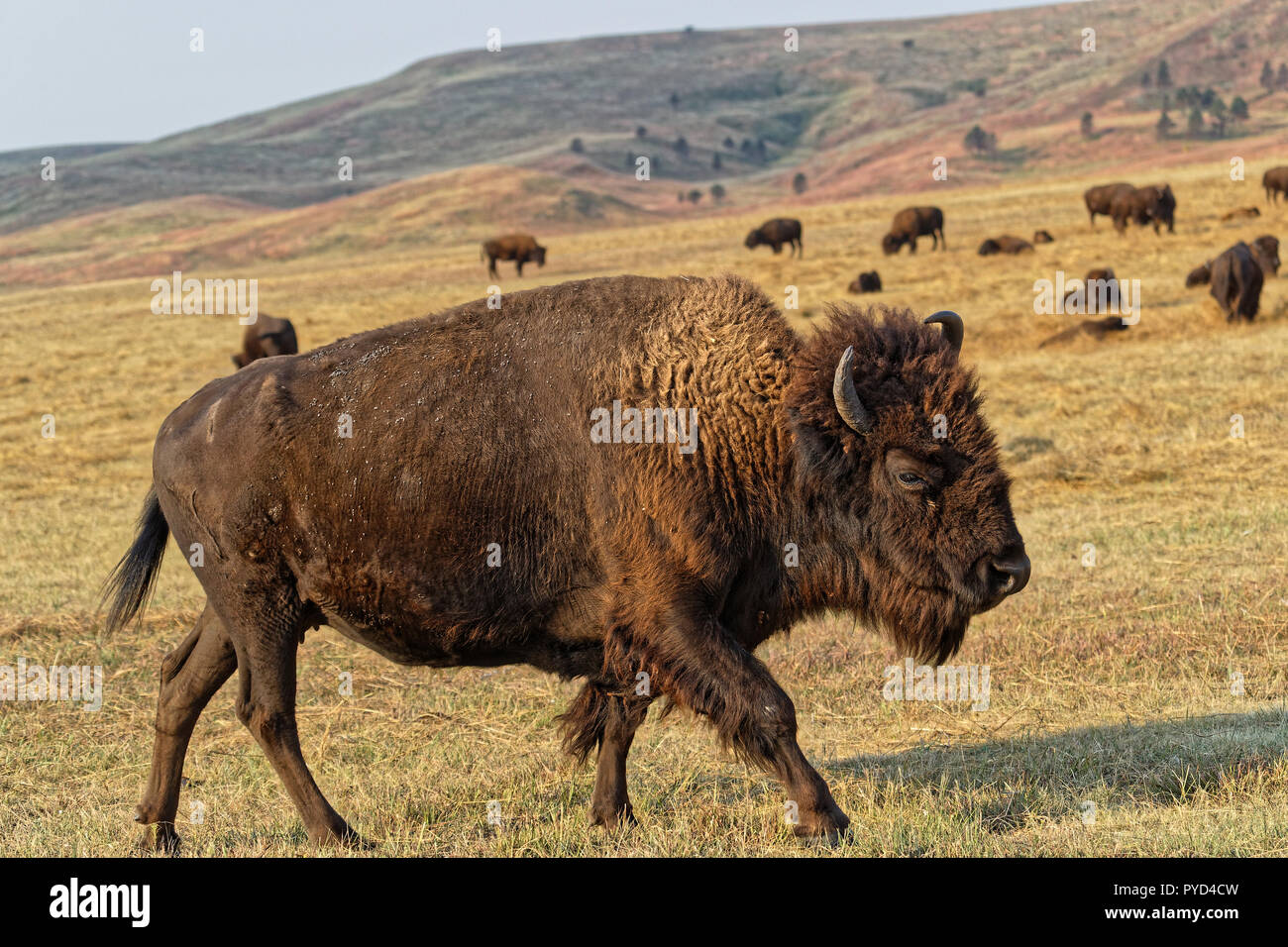 Buffalo in a Custer Park landscape, Black Hills, South Dakota Stock ...