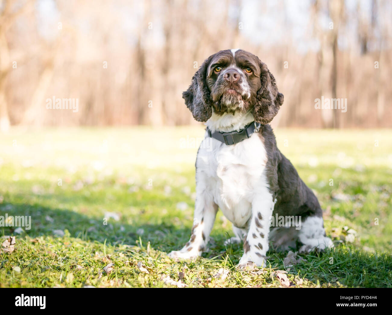 Brown with white markings hi-res stock photography and images - Alamy