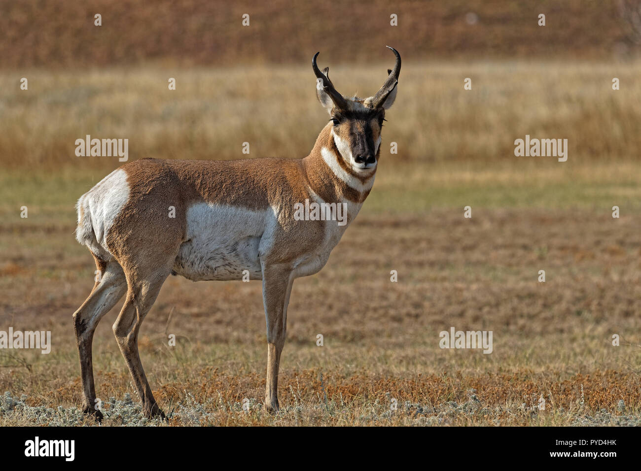 Male pronghorn in Custer State Park, South Dakota Stock Photo - Alamy