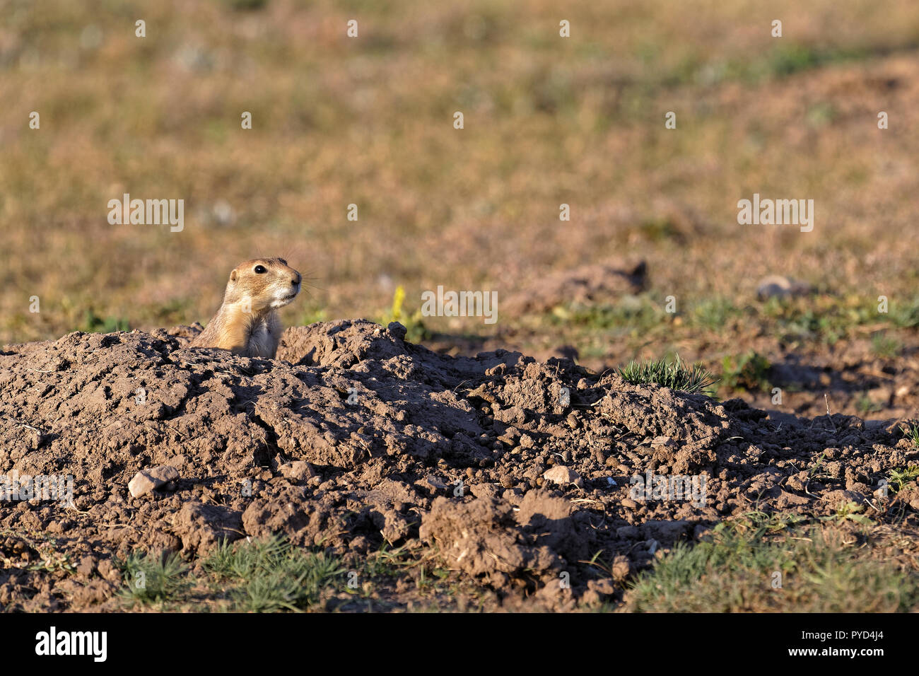 Custer state park and wildlife reserve hi-res stock photography and ...