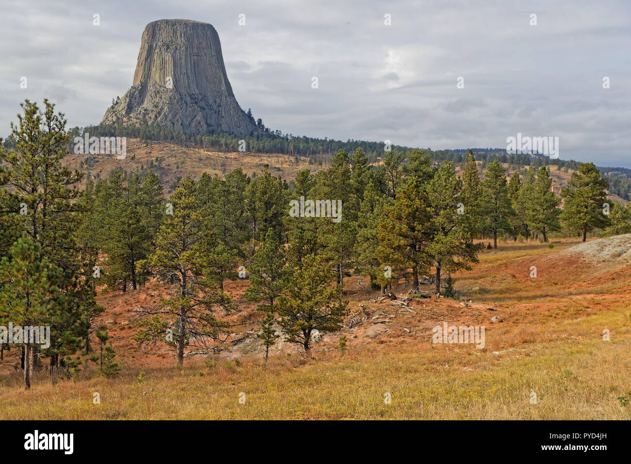 The Devils Tower over the forest Stock Photo - Alamy
