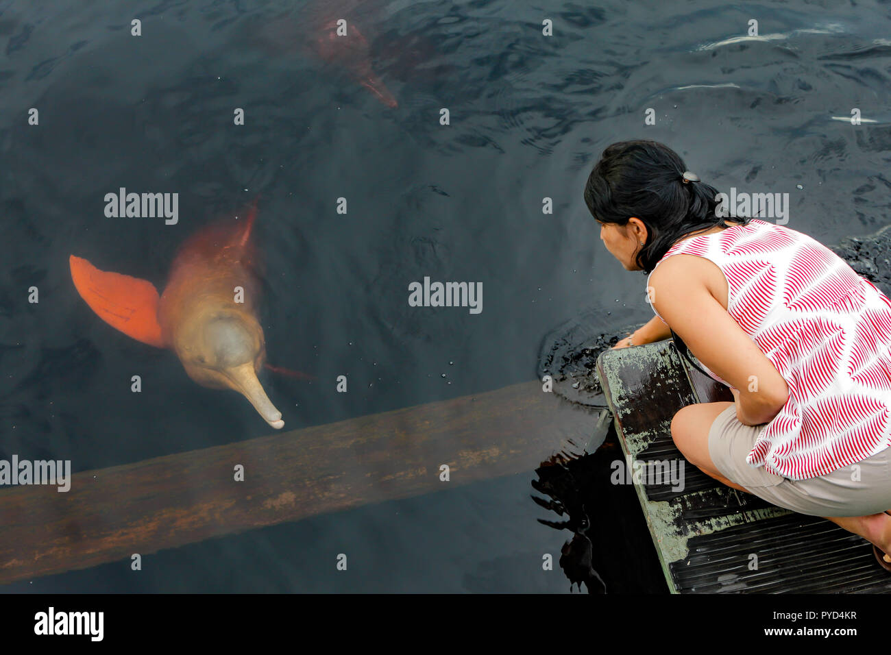 A rare pink dolphin swimming in conservation unit on the Rio Negro in ...