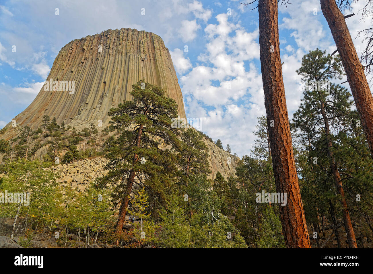 Devils Tower summit seen through the trees Stock Photo - Alamy