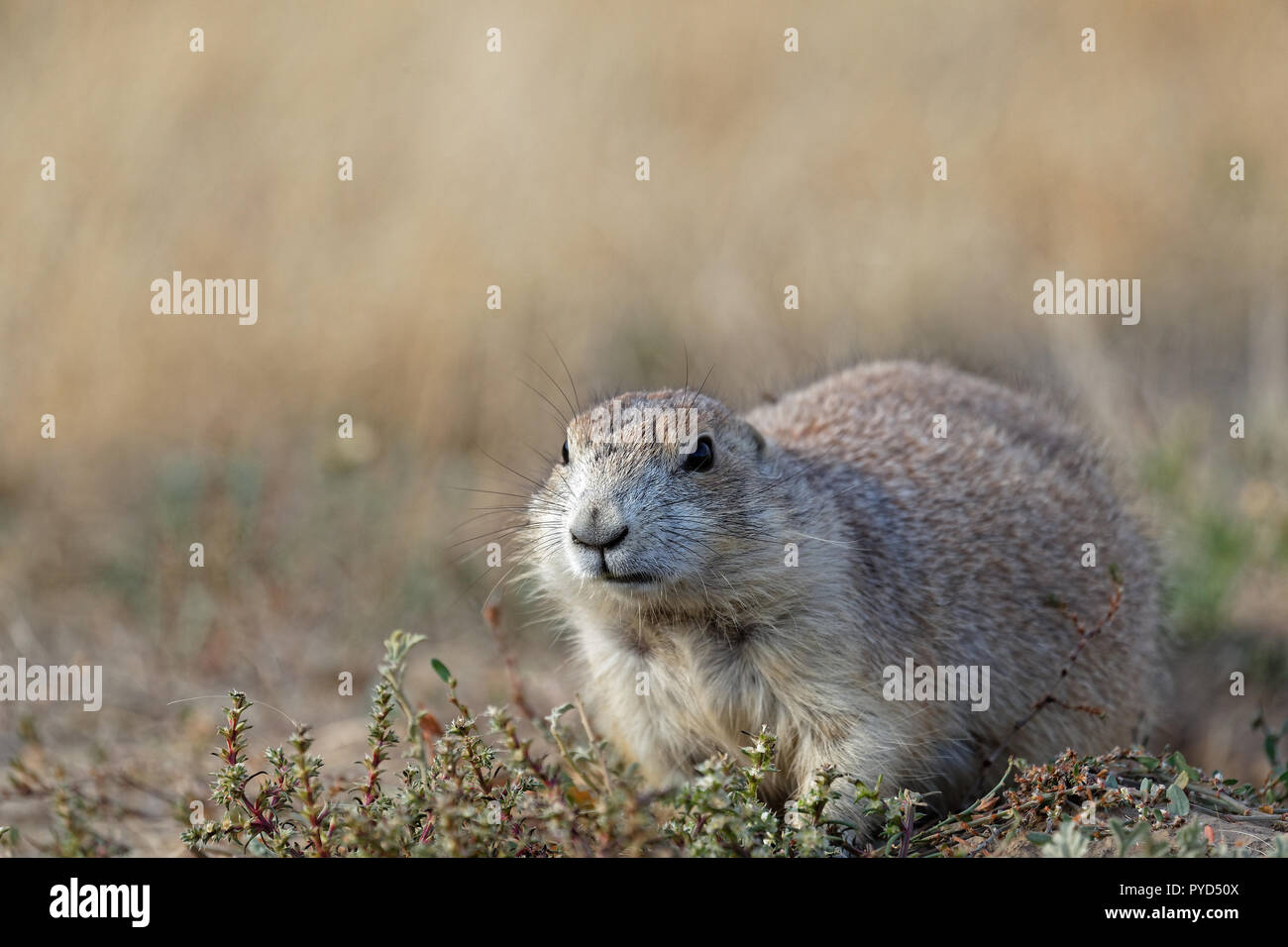 A prairie dog in Devils Tower monument park Stock Photo - Alamy