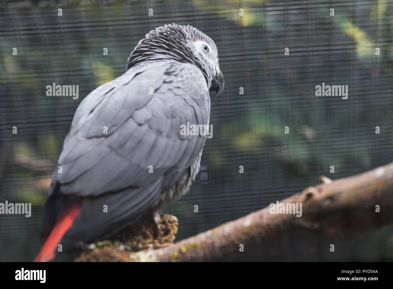Bird, wildlife and zoo concept - African Gray Parrot sitting on a tree ...