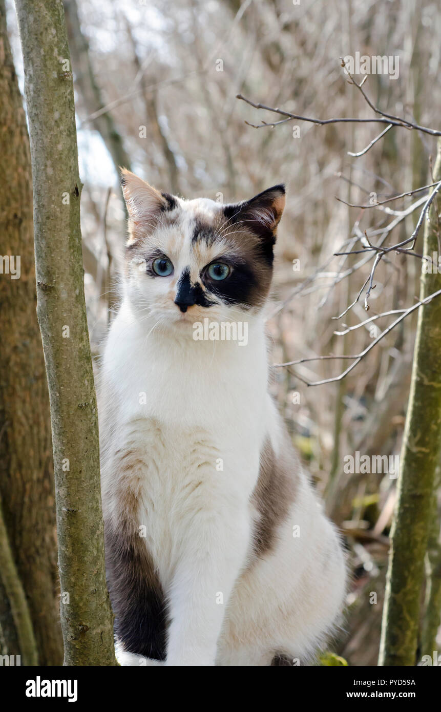 Calico cat posing Stock Photo - Alamy