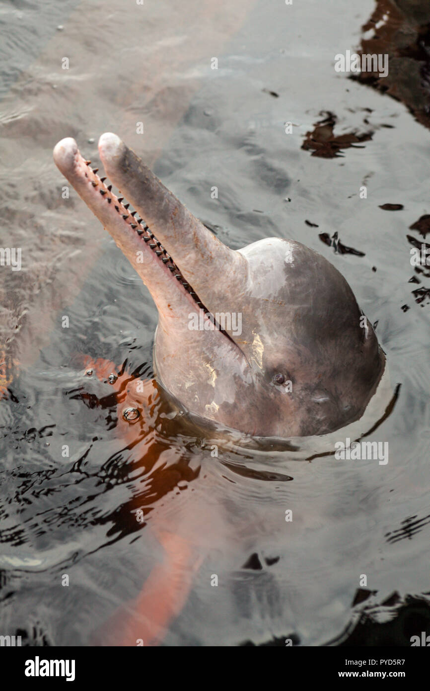 A rare pink dolphin swimming in conservation unit on the Rio Negro in ...