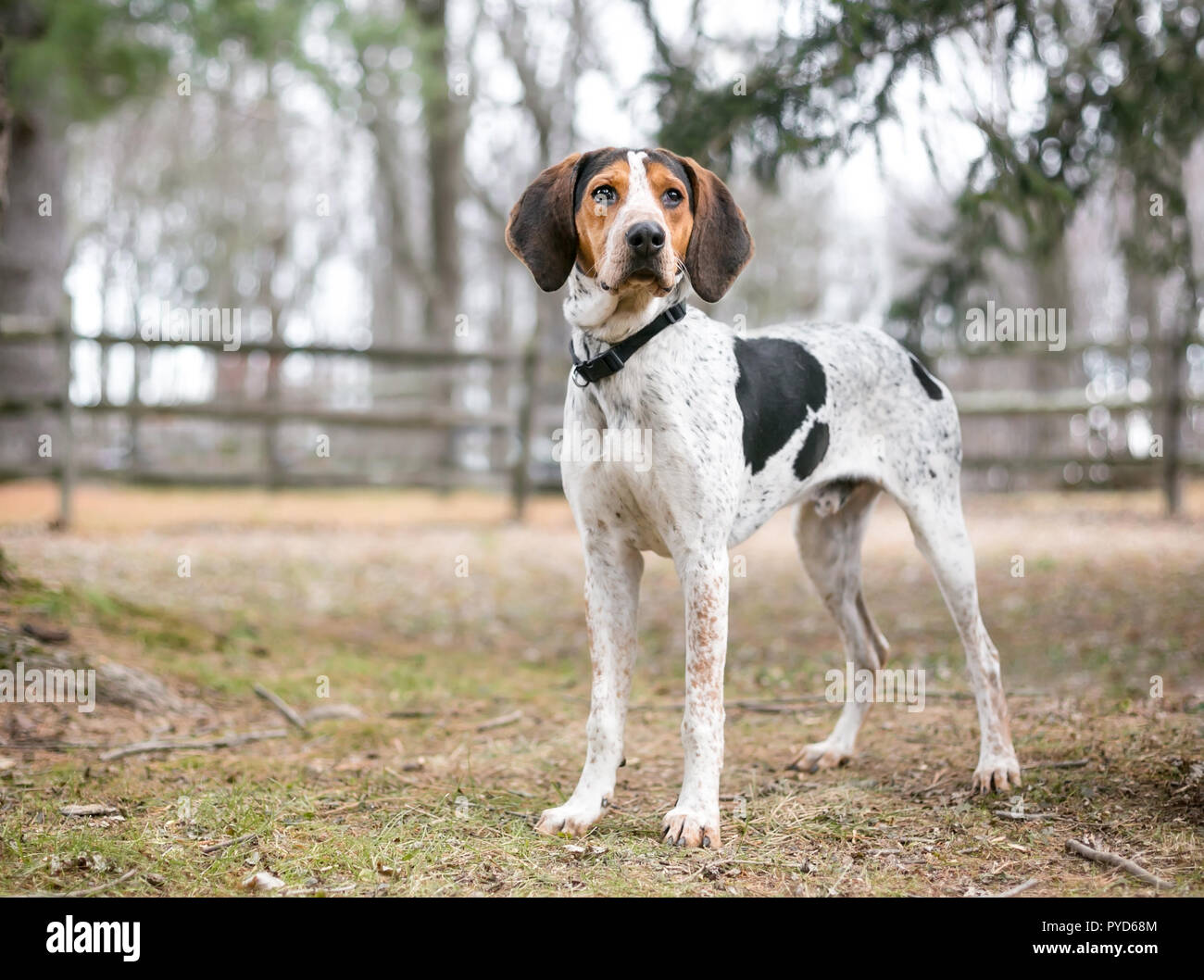 Black Treeing Walker Coonhound